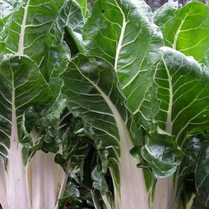 Acelga Paquete 6 Kg – Santiago Natural