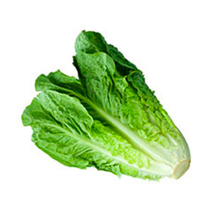 Lechuga Costina 1 Unidad – Santiago Natural